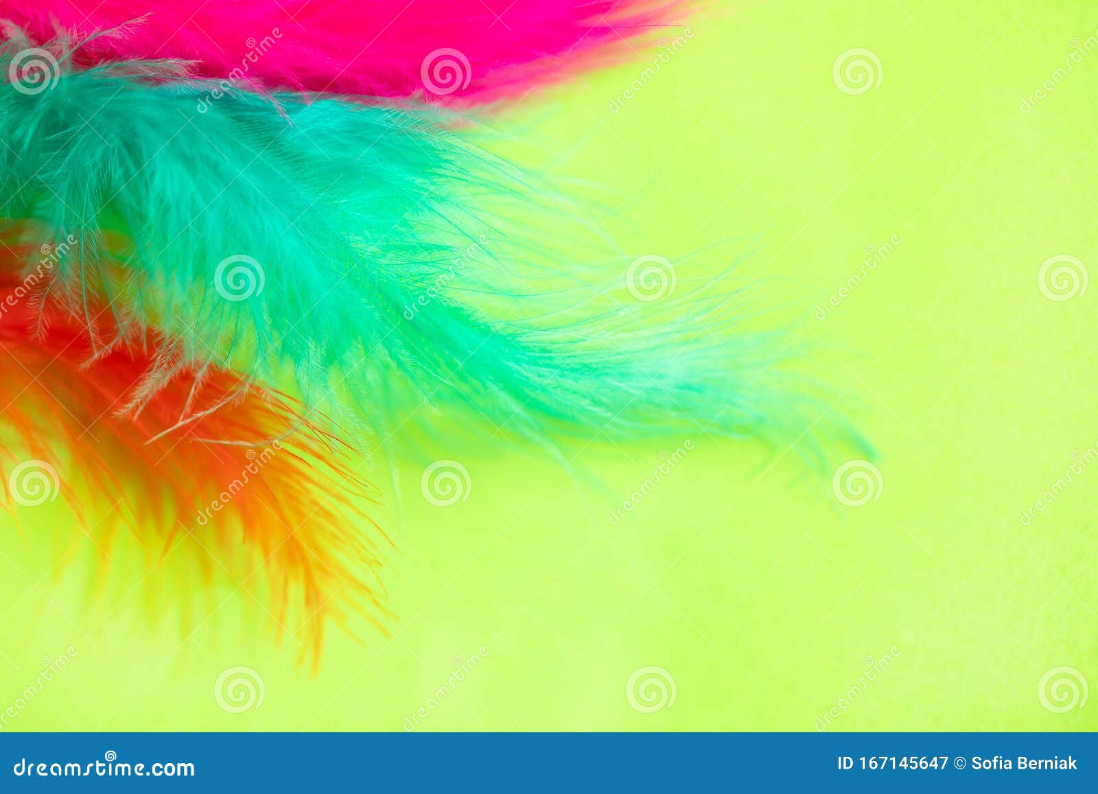 Bright Abstract Colorful Feather Background, Carnival Conceptm Space ...