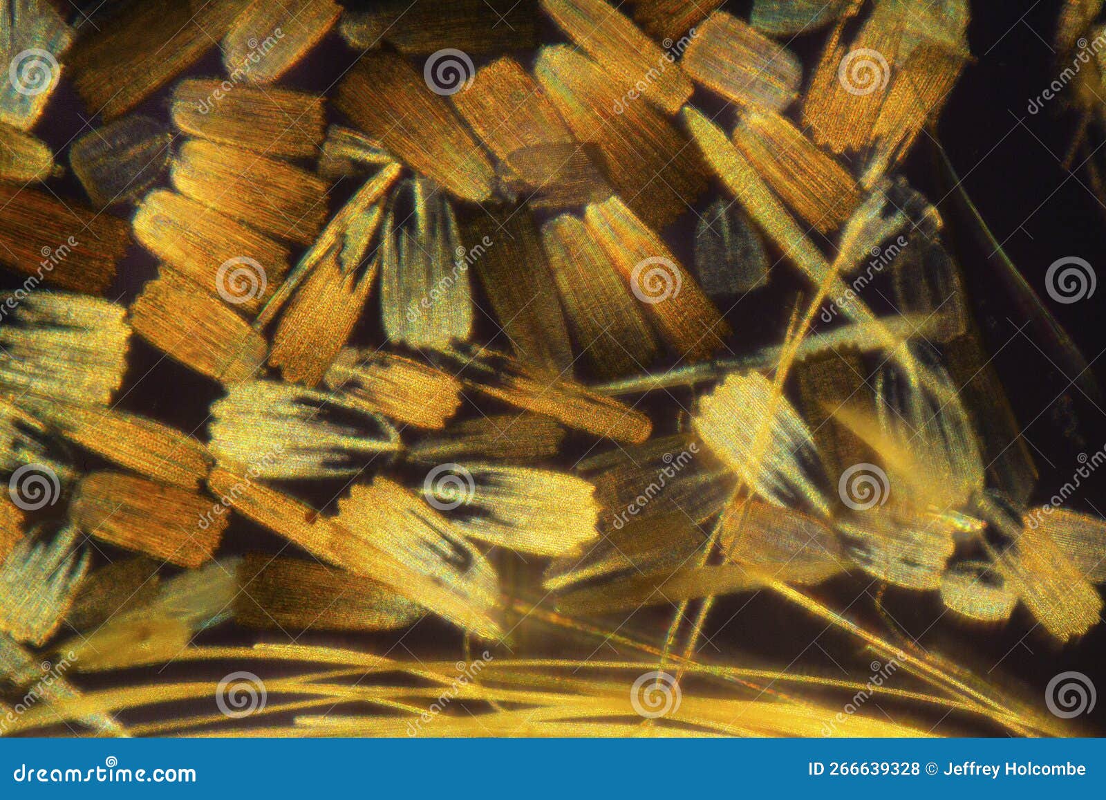 Bright Abstract Micrograph of Dramatic Scales from a Moth Wing Stock ...