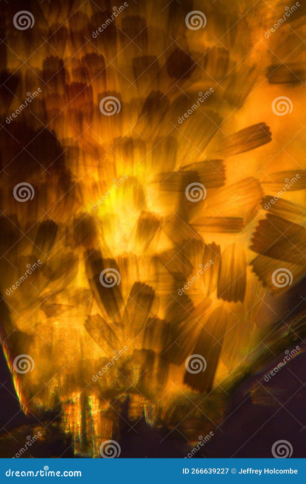 Bright Abstract Micrograph of Dramatic Scales from a Moth Wing Stock ...