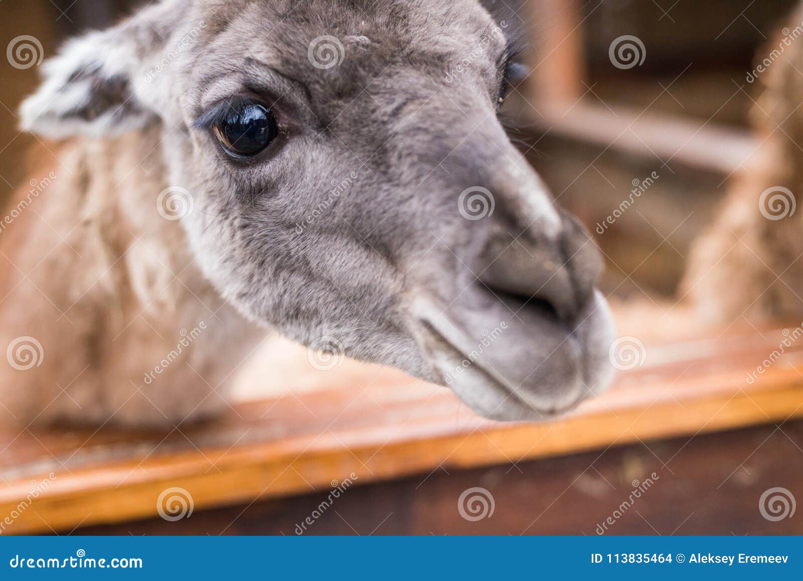 Bright Adult Lama Looks at the Frame Stock Photo - Image of cloudy ...