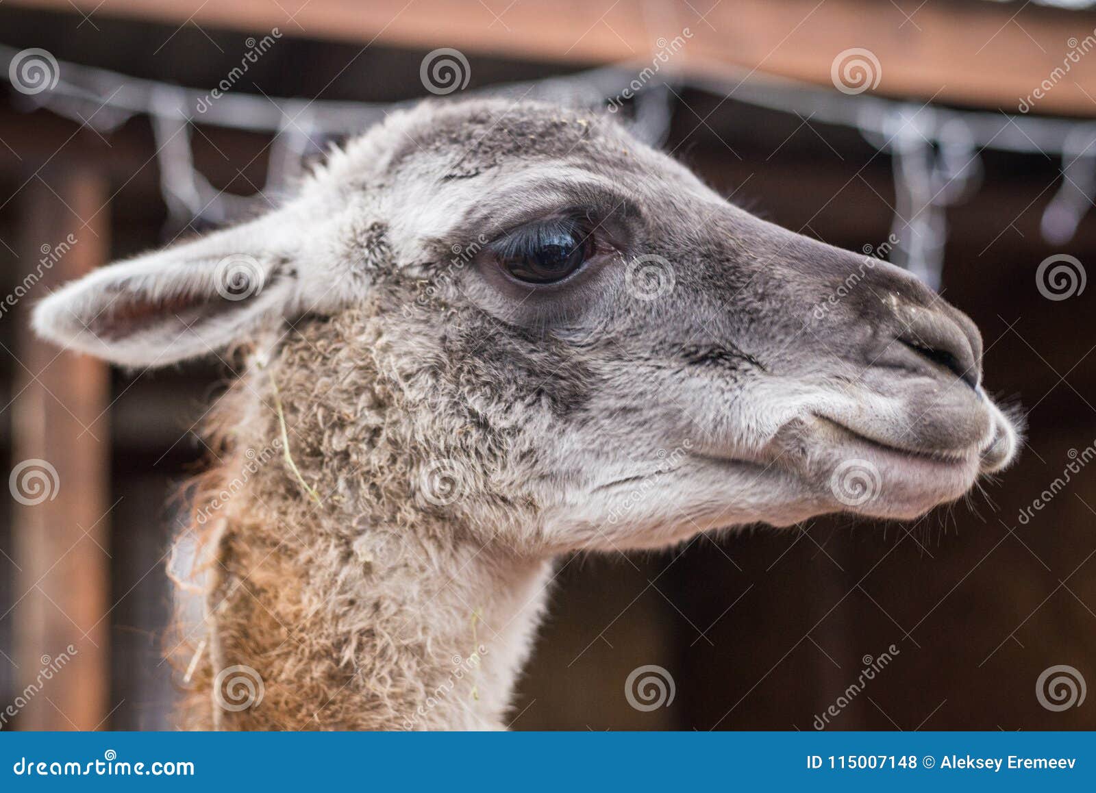 Bright Adult Lama Looks at the Frame Stock Photo - Image of bright ...