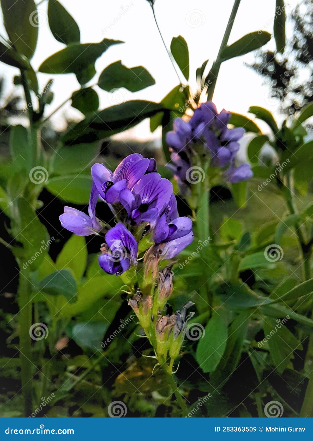 Alfalfa Flower Stock Photography | CartoonDealer.com #71094500