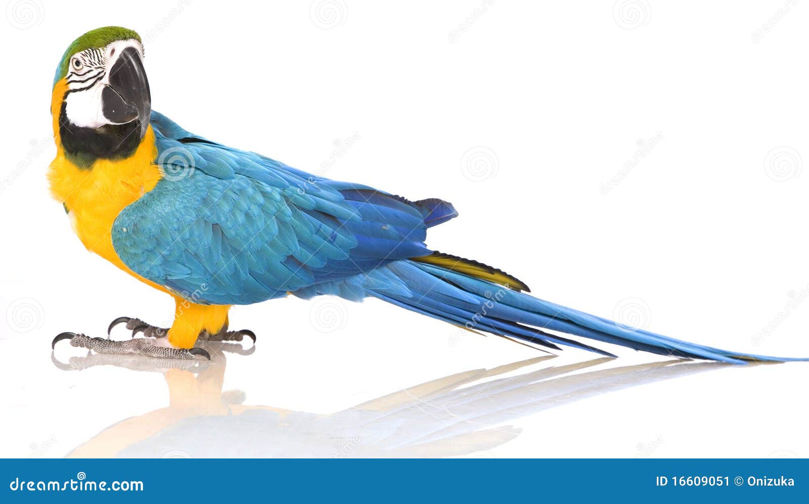 Bright Ara parrot stock image. Image of colored, gold - 16609051