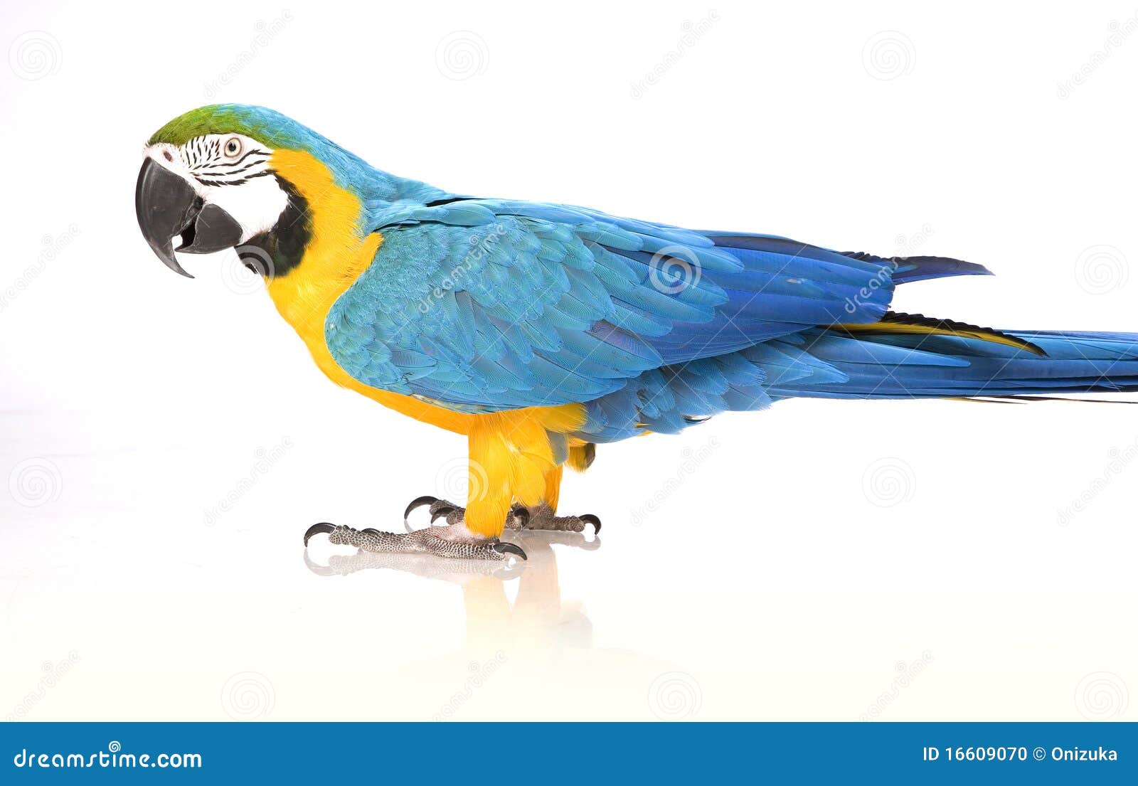 Bright Ara parrot stock photo. Image of animal, macaw - 16609070