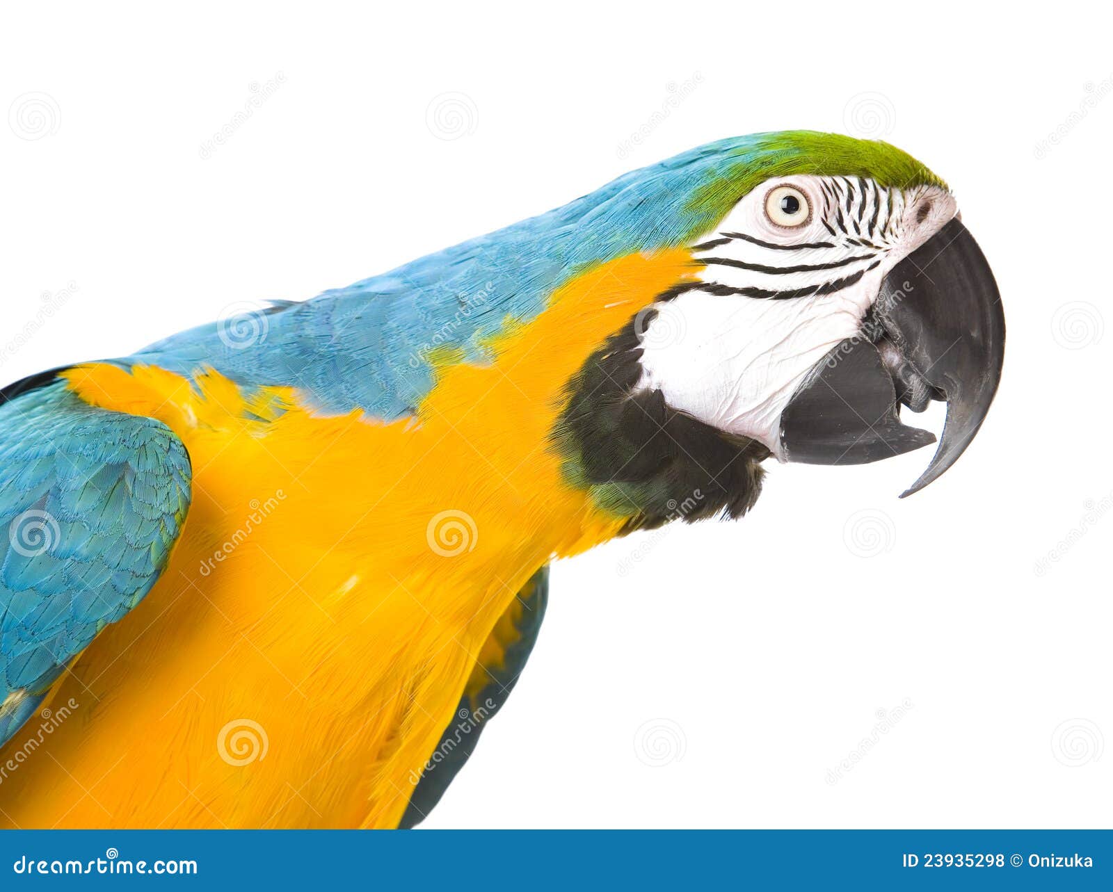Bright ara parrot stock photo. Image of macaw, green - 23935298