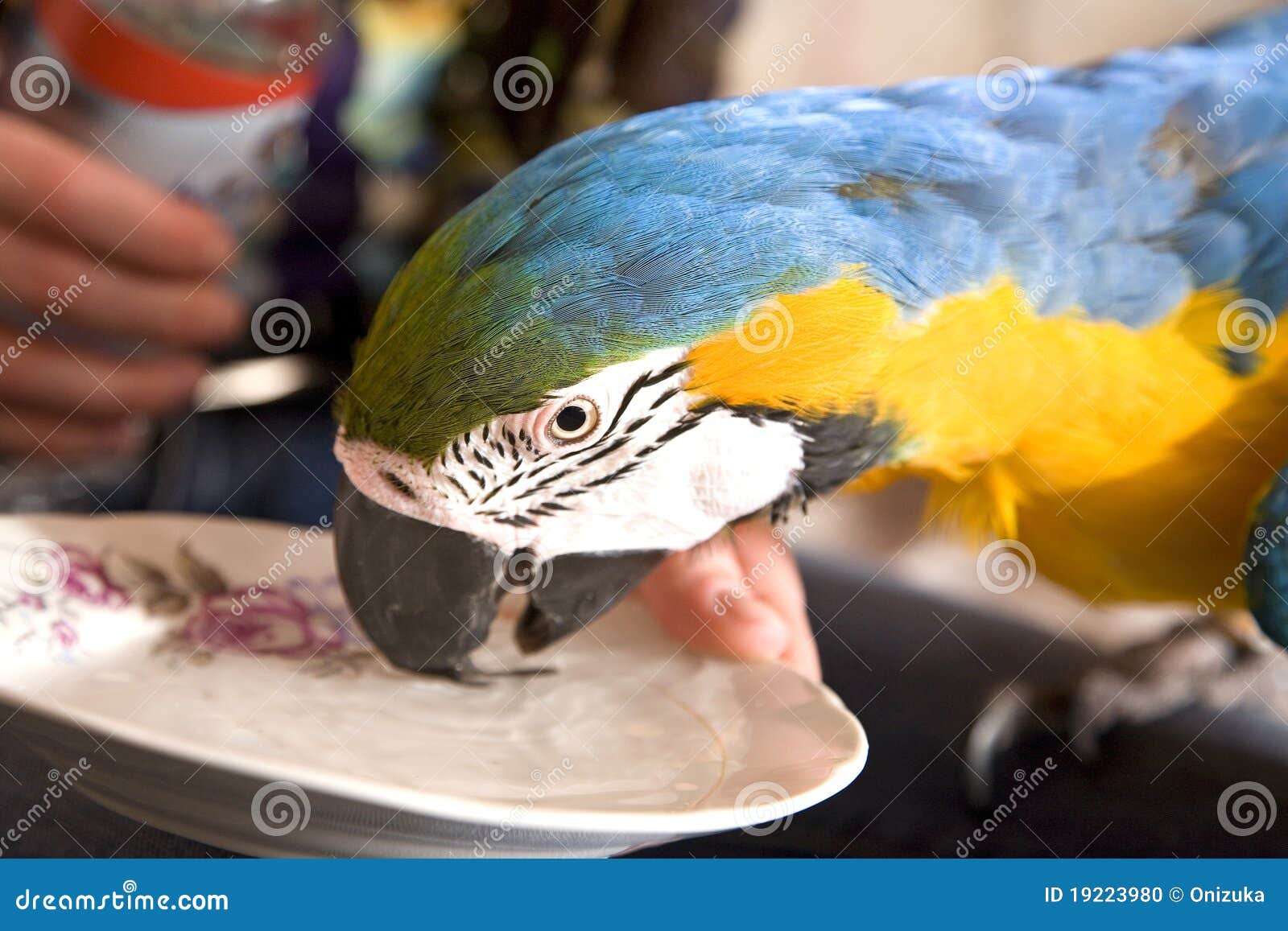 Bright Ara Parrot Drinking Water Stock Photo - Image of green, aviary ...