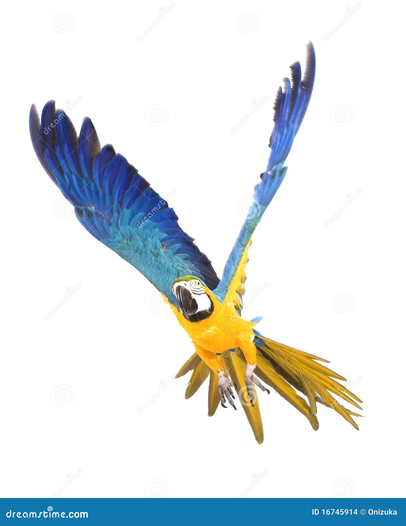 Bright ara parrot flying stock photo. Image of colorful - 16745914