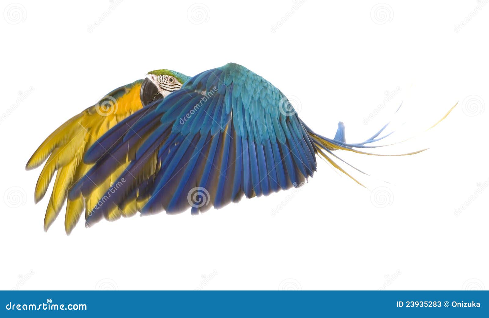 Bright ara parrot flying stock image. Image of animal - 23935283