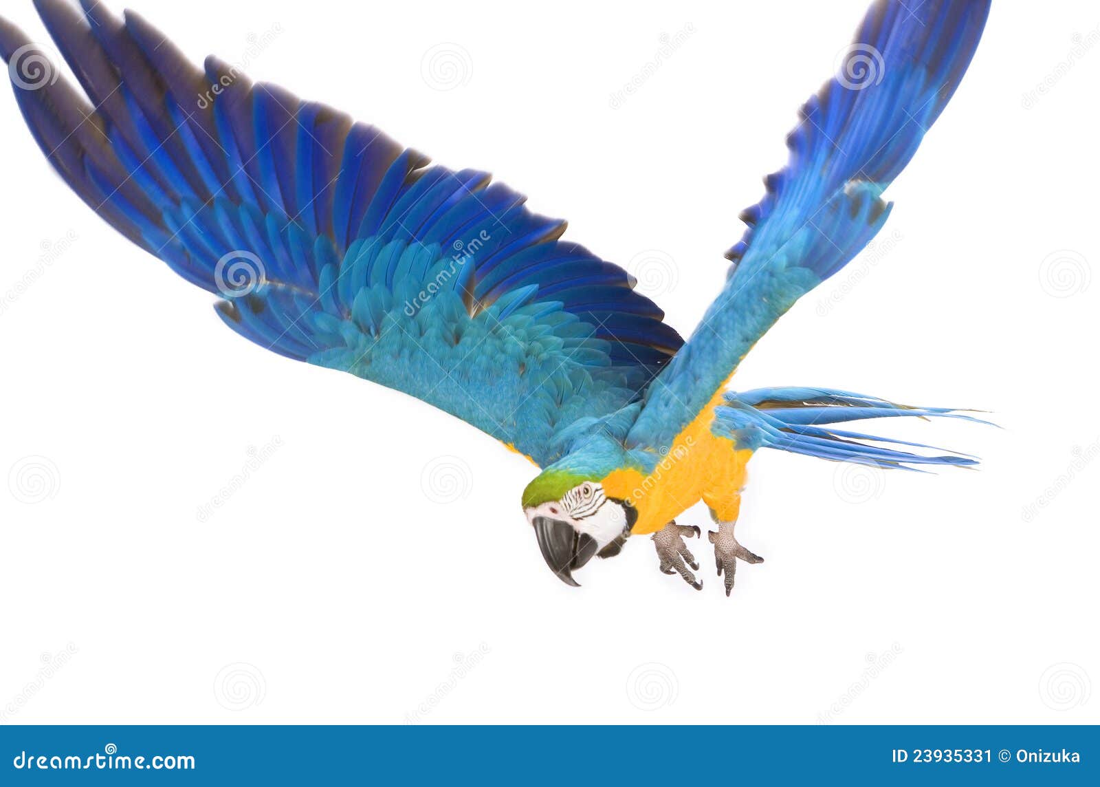 Bright ara parrot flying stock image. Image of animal - 23935331