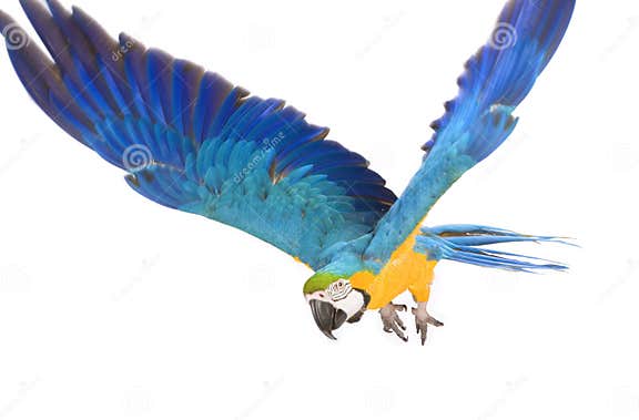 Bright ara parrot flying stock image. Image of animal - 23935331