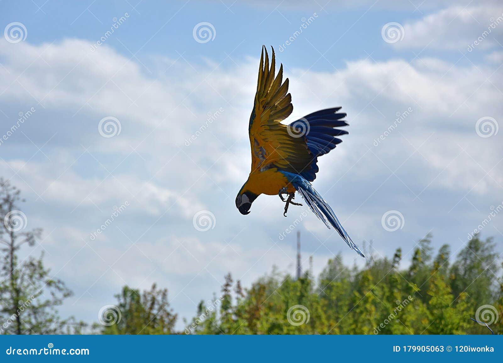 Bright Ara Parrot Flying. Colored, Bird. Stock Image - Image of beak ...