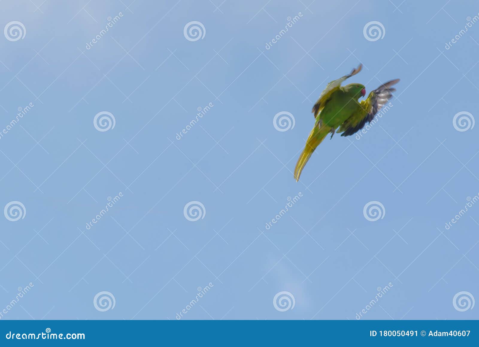 Bright Ara Parrot Flying. Colored, Bird. Stock Image - Image of color ...