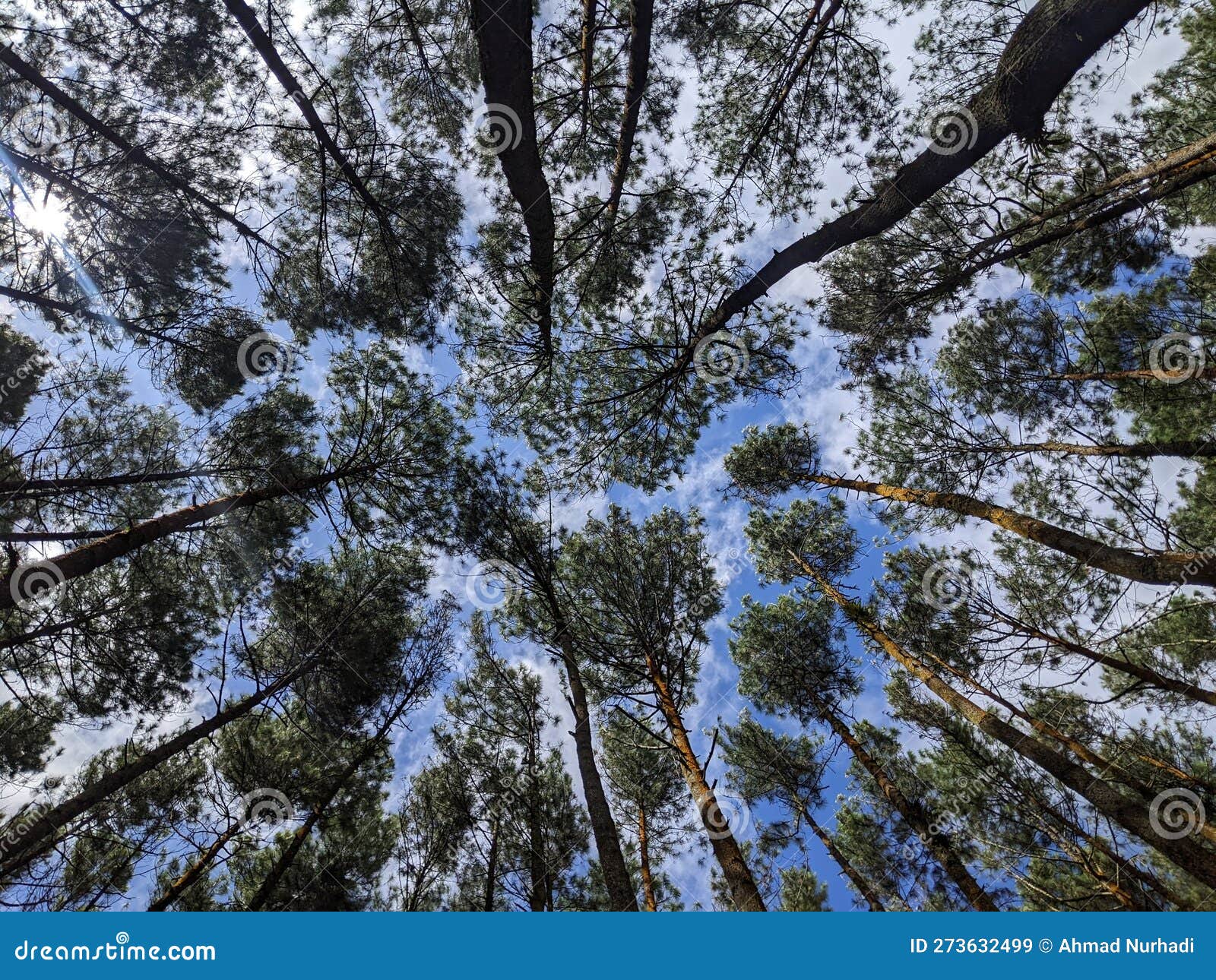 Bright Atmosphere in the Mangunan Pine Forest Stock Image - Image of ...