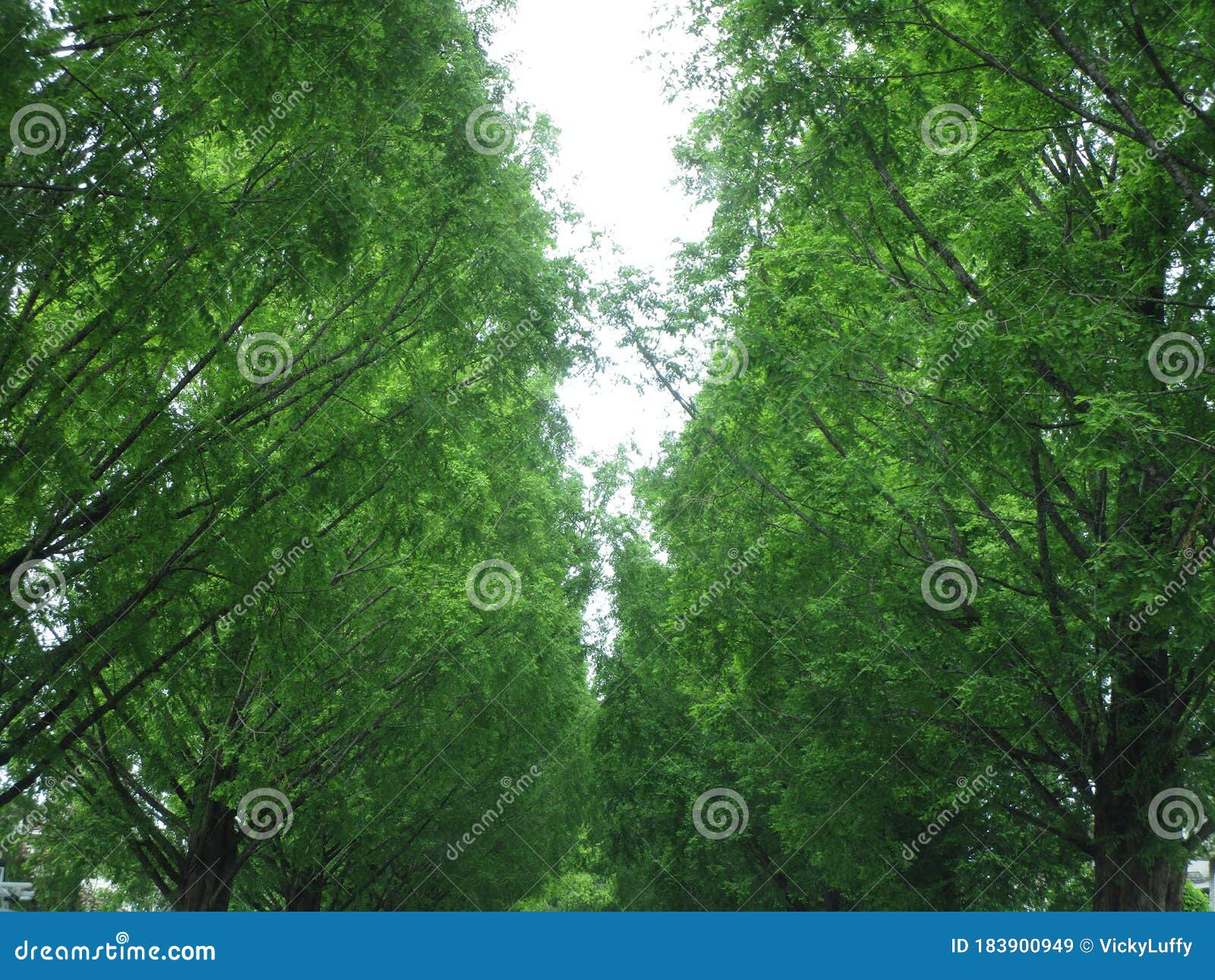 Bright Attractive Green Trees Nature Scenery View 2020 Stock Image ...
