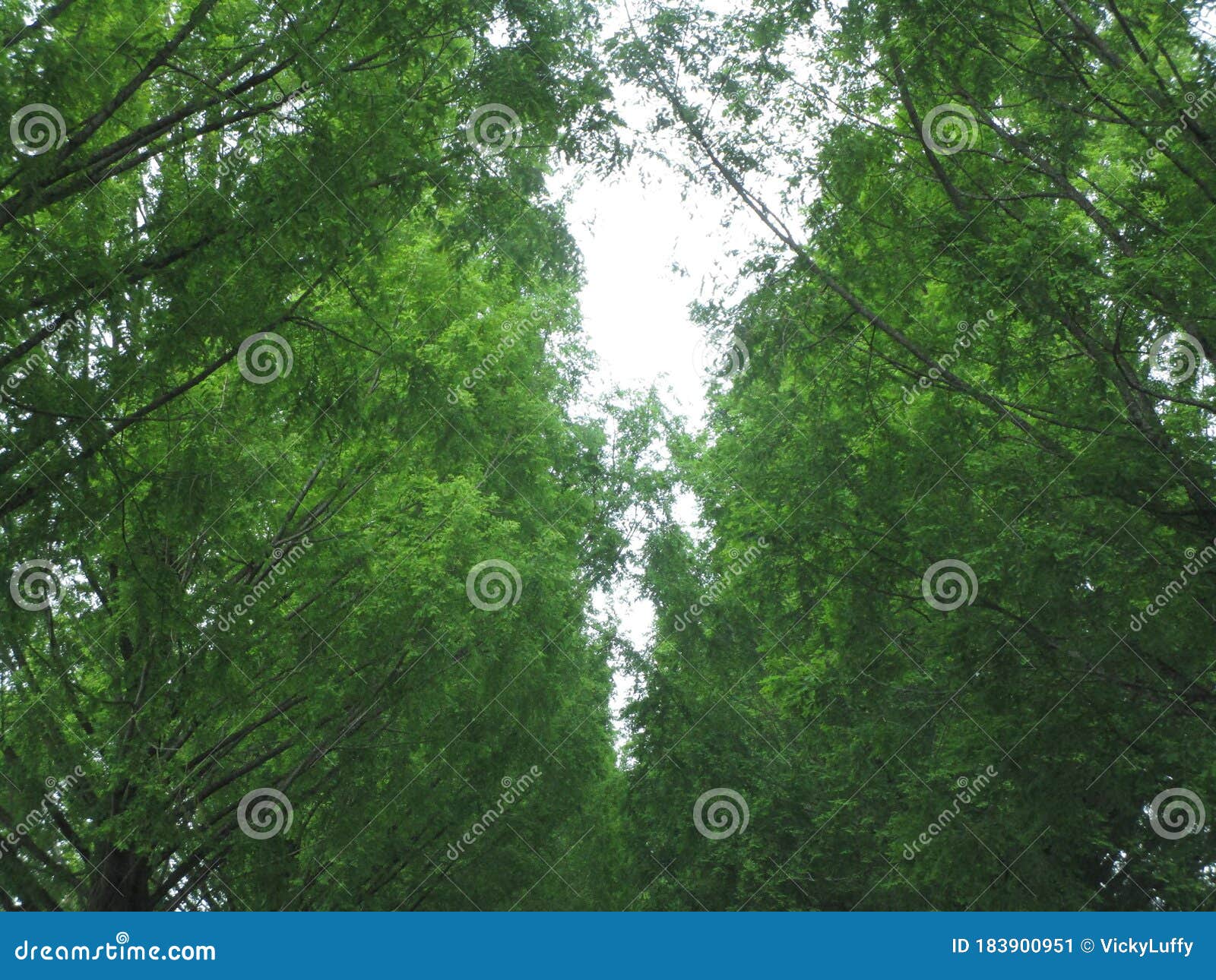 Bright Attractive Green Trees Nature Scenery View 2020 Stock Image ...
