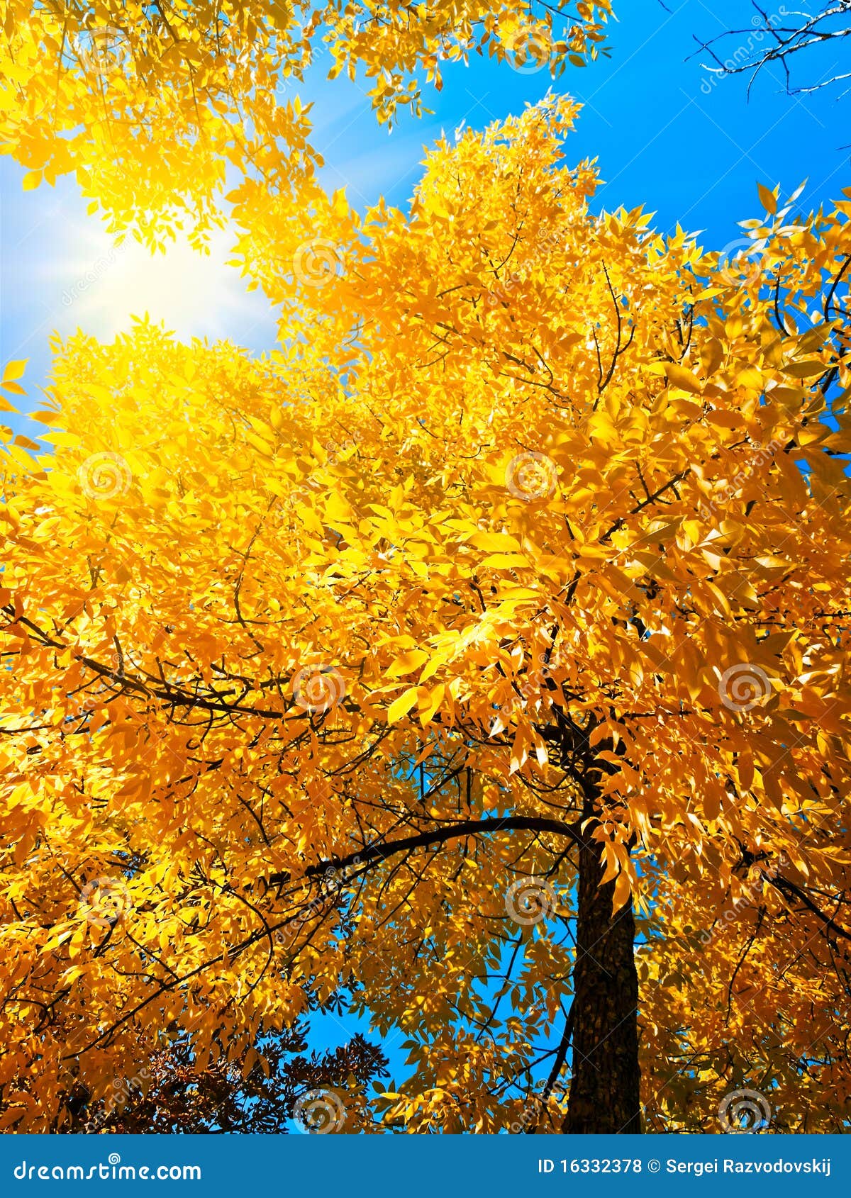 Bright autumn stock photo. Image of golden, beam, yellow - 16332378
