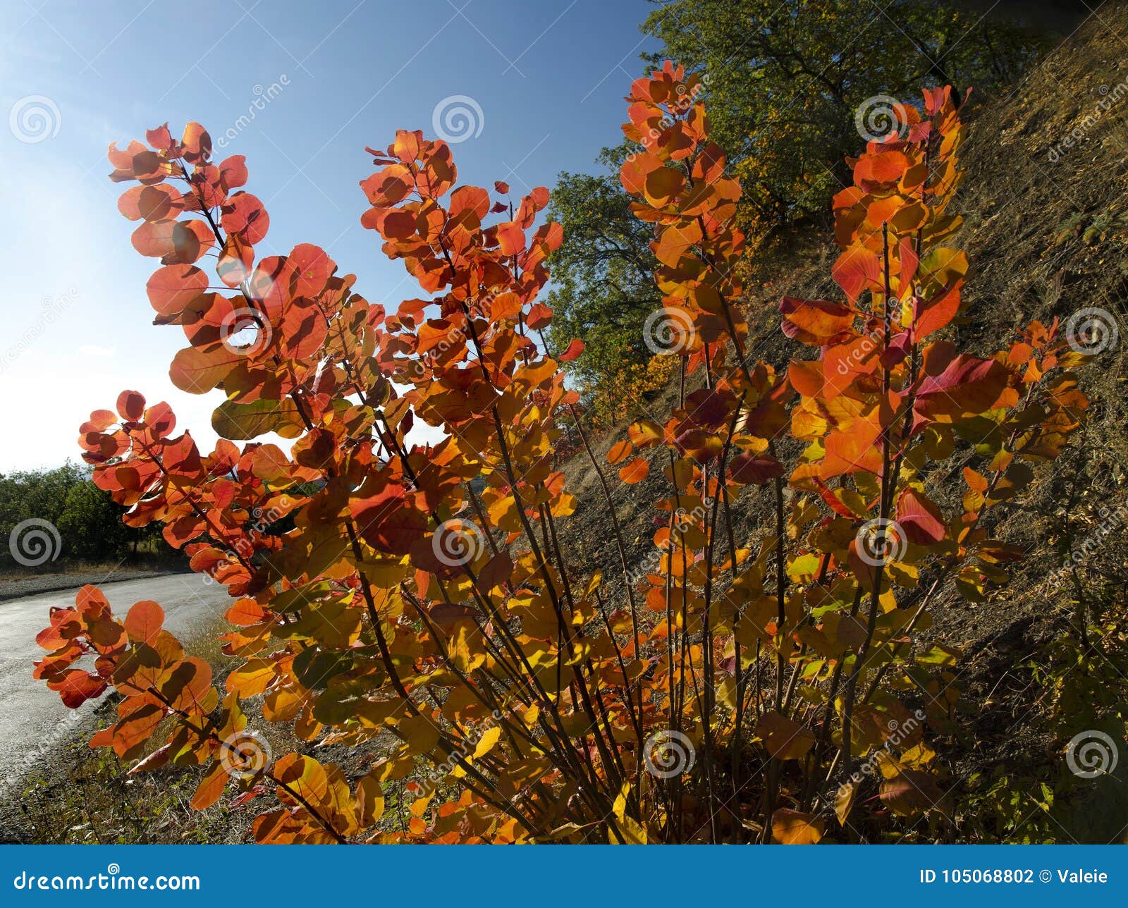 Bright Autumn Bush Smoke Tree, Cotinus Stock Photo - Image of bush ...