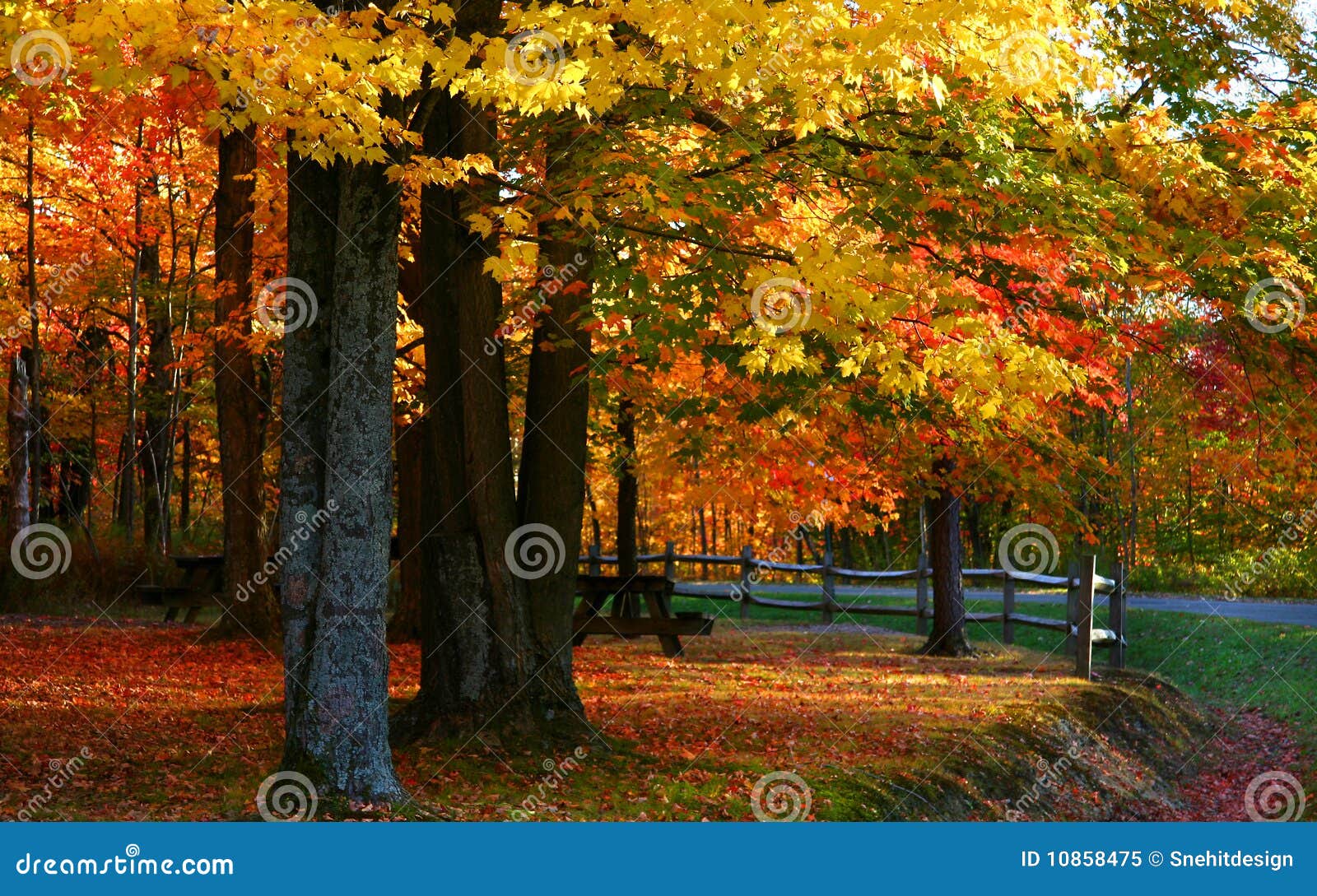 Bright autumn colors stock image. Image of yellow, park - 10858475