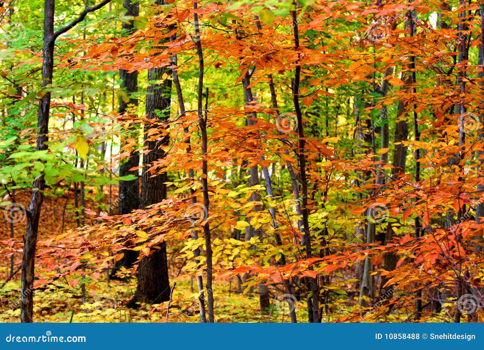 Bright autumn colors stock photo. Image of spectacular - 10858488