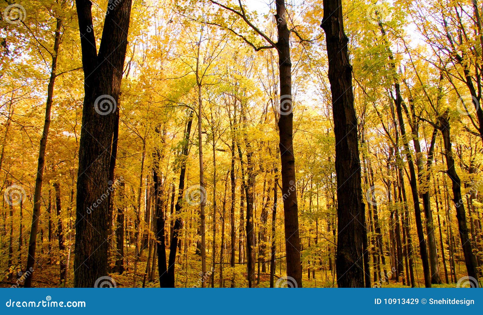 Bright autumn colors stock image. Image of fall, bright - 10913429