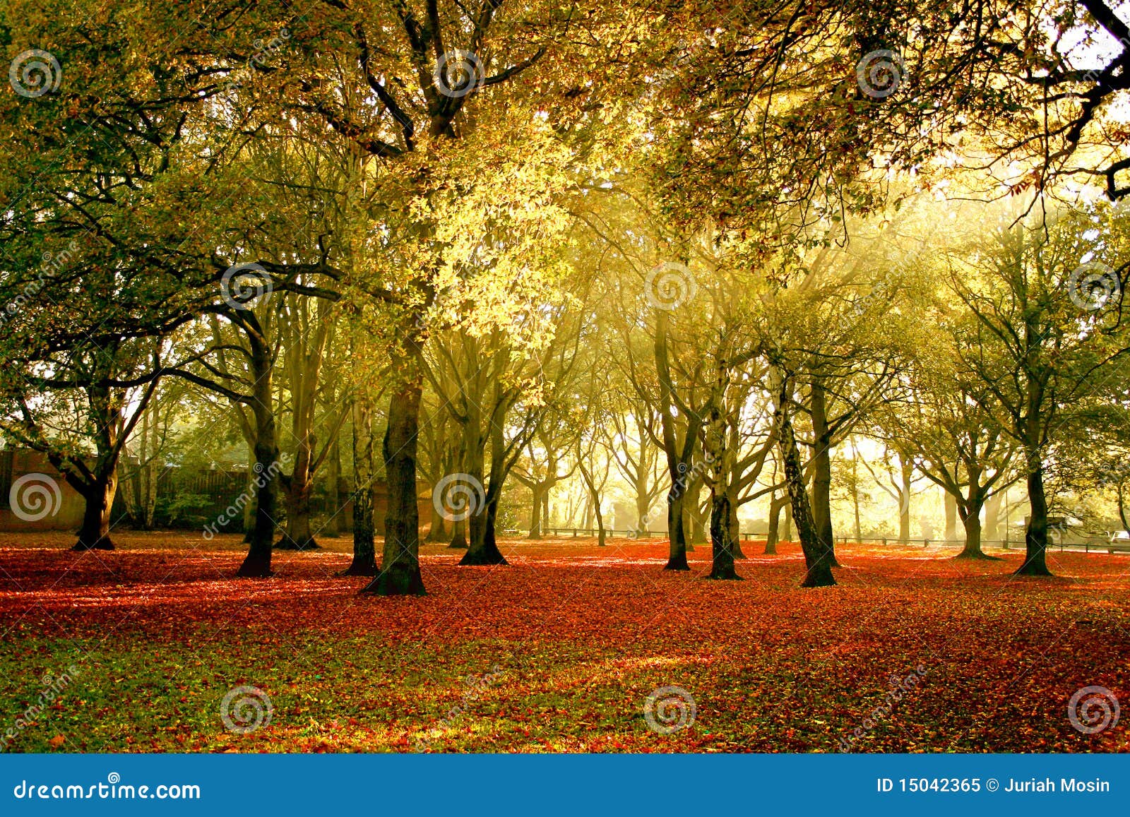 Bright Autumn Colors of the Forest Stock Image - Image of gold, land ...