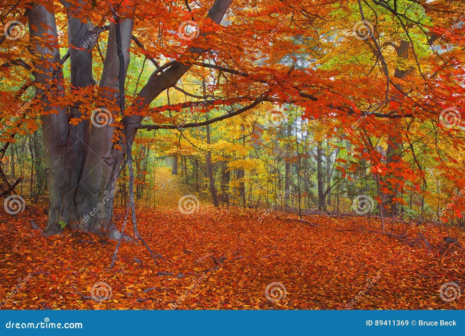 Bright Autumn Colors, Path in the Woods Stock Image - Image of nature ...