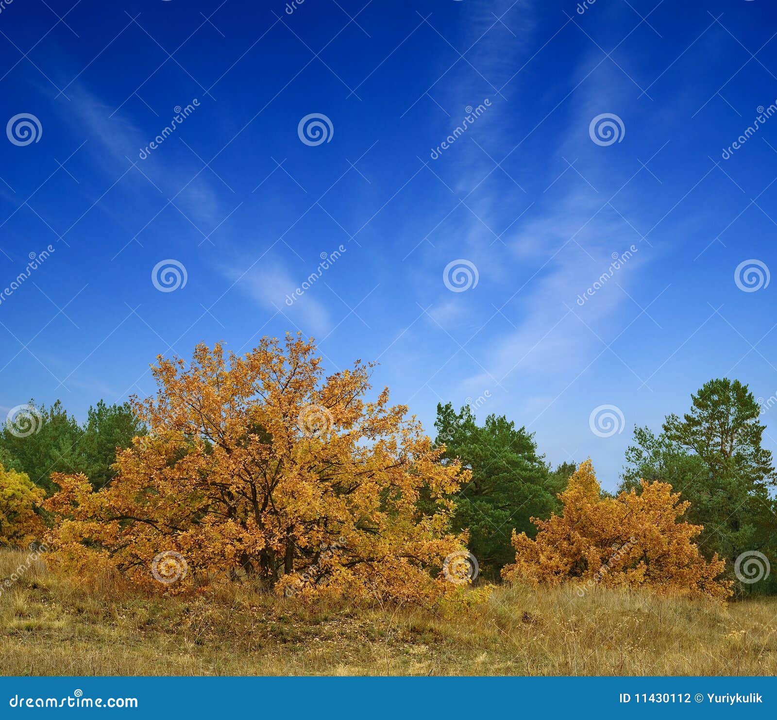 Bright autumn day stock photo. Image of steppe, forest - 11430112