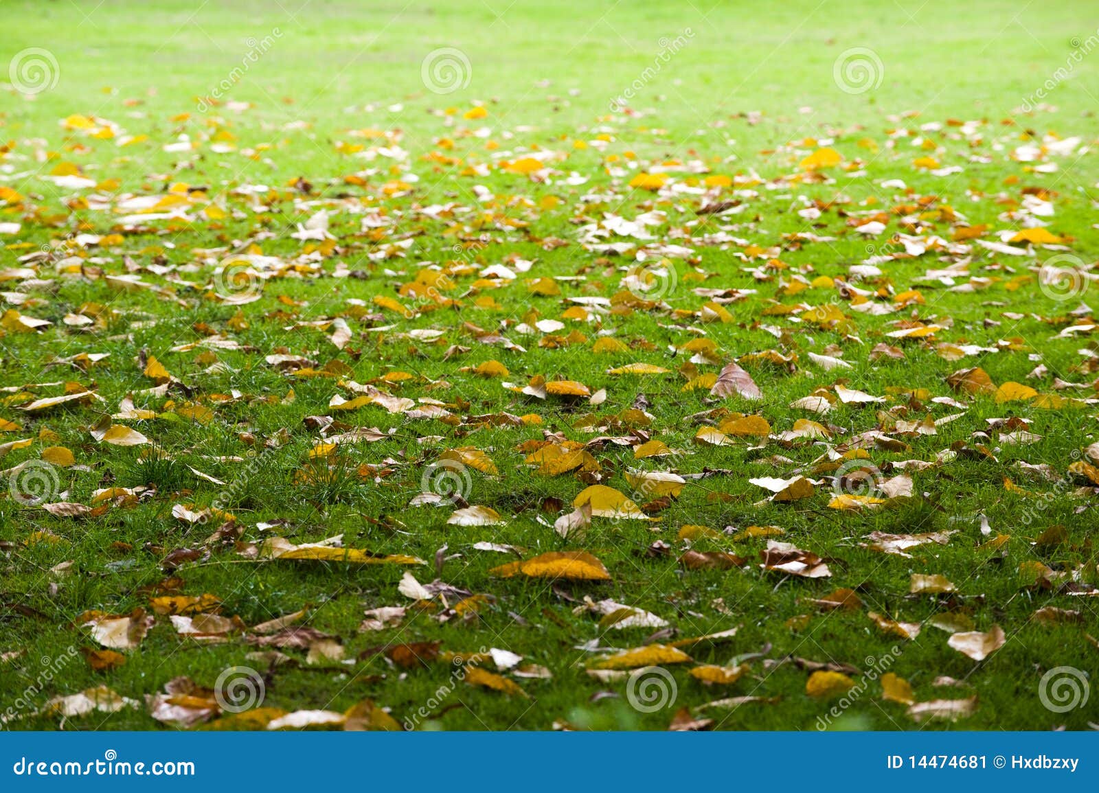 Bright autumn day stock image. Image of falling, autumn - 14474681