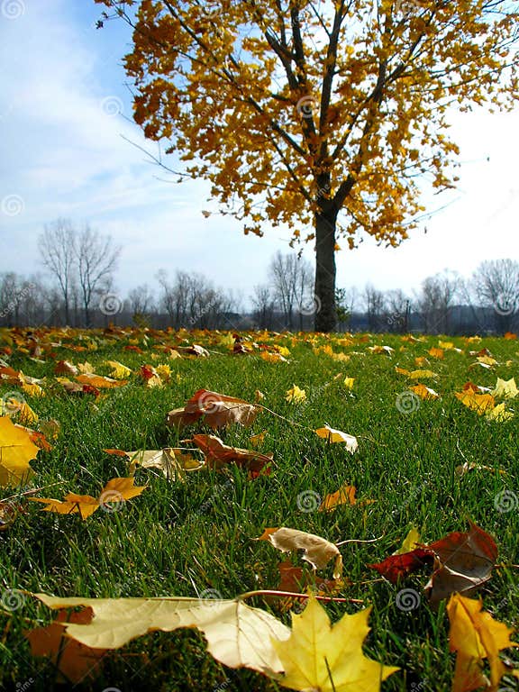 Bright Autumn Day stock image. Image of colors, leaves - 348043