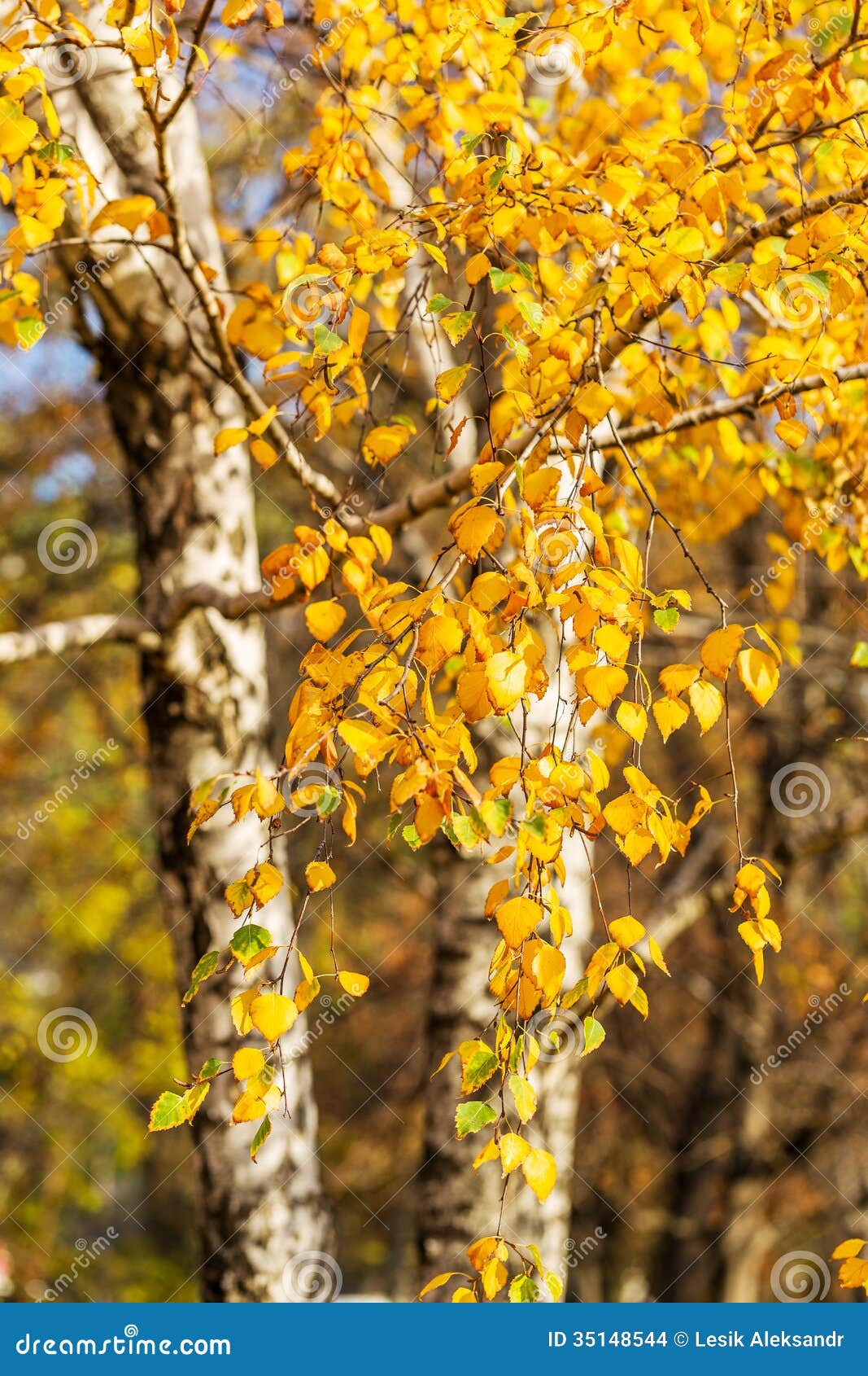 Bright Autumn Foliage of a Birch Tree Stock Photo - Image of fall ...