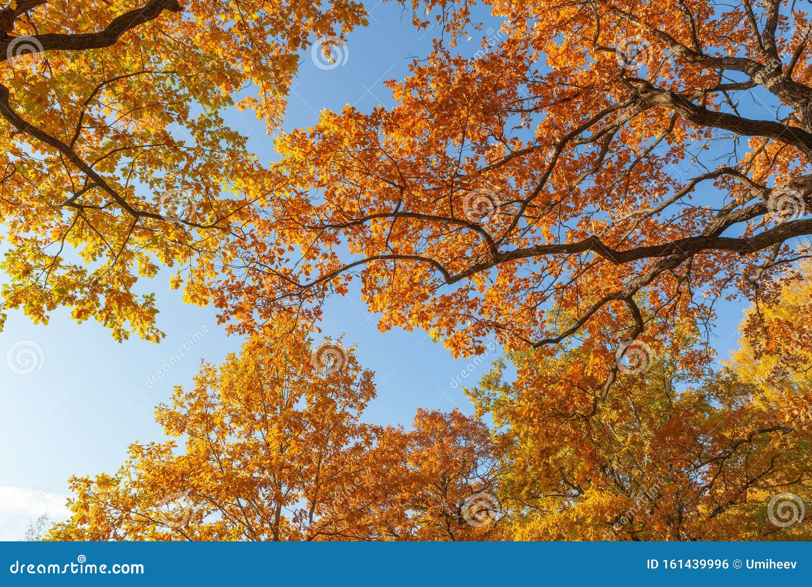 Bright Autumn Foliage on Tree Branches Against the Blue Sky Stock Photo ...