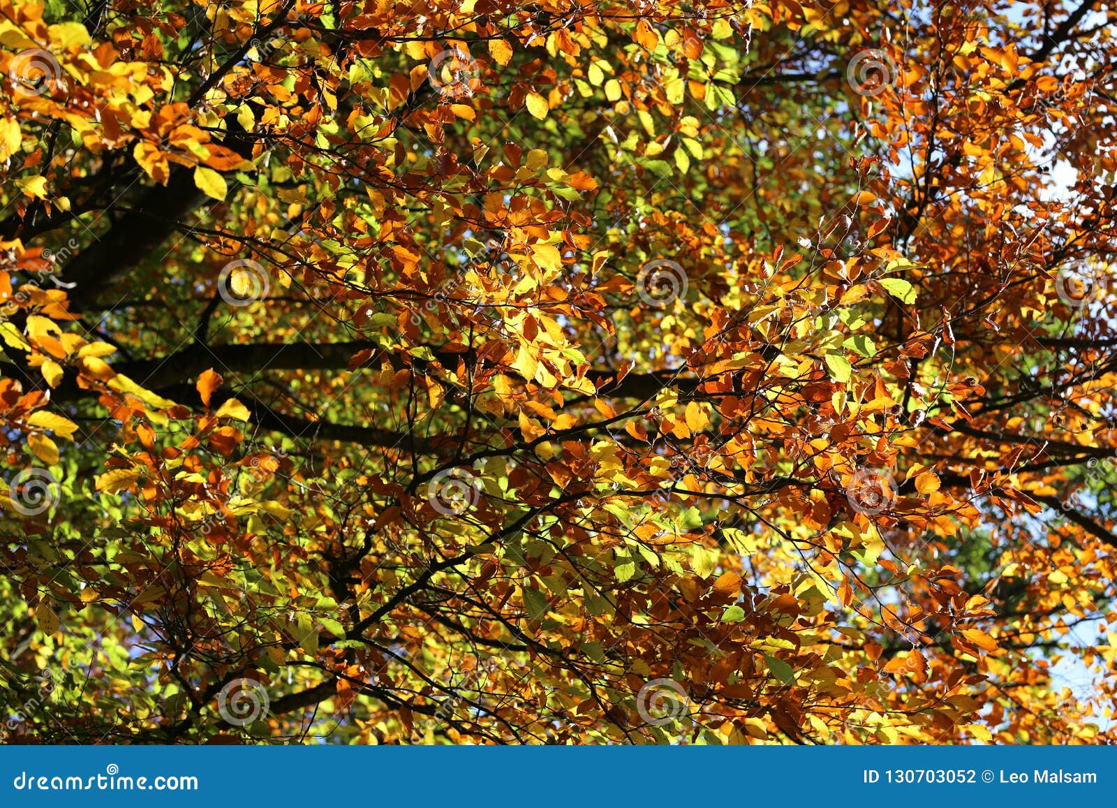 Bright Autumn Foliage. Bright Autumn Foliage on Trees. Stock Photo ...