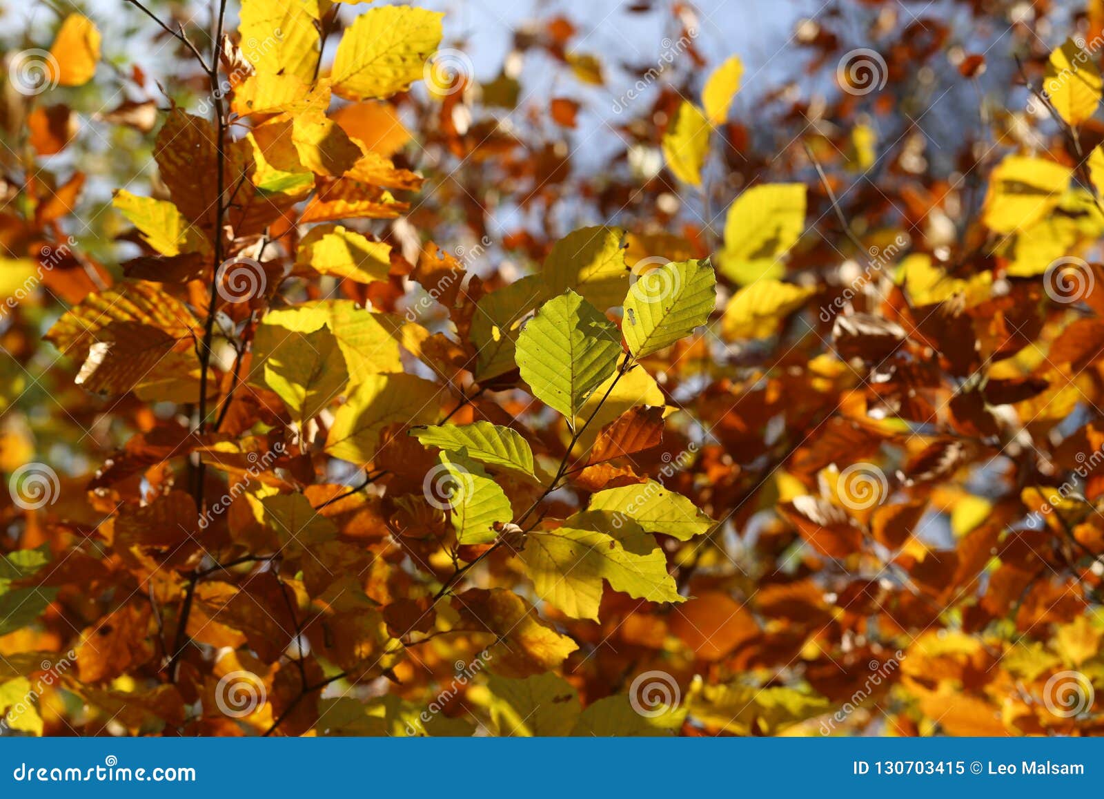 Bright Autumn Foliage. Bright Autumn Foliage on Trees. Stock Image ...