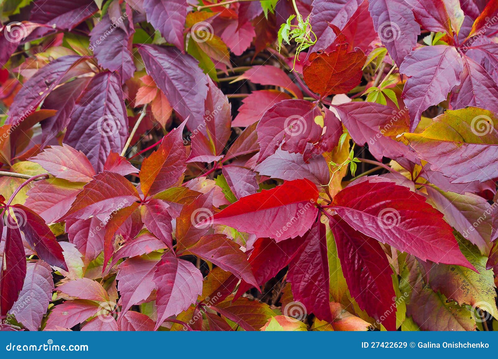 Bright Autumn Foliage of Vine Stock Image - Image of sheet, survey ...
