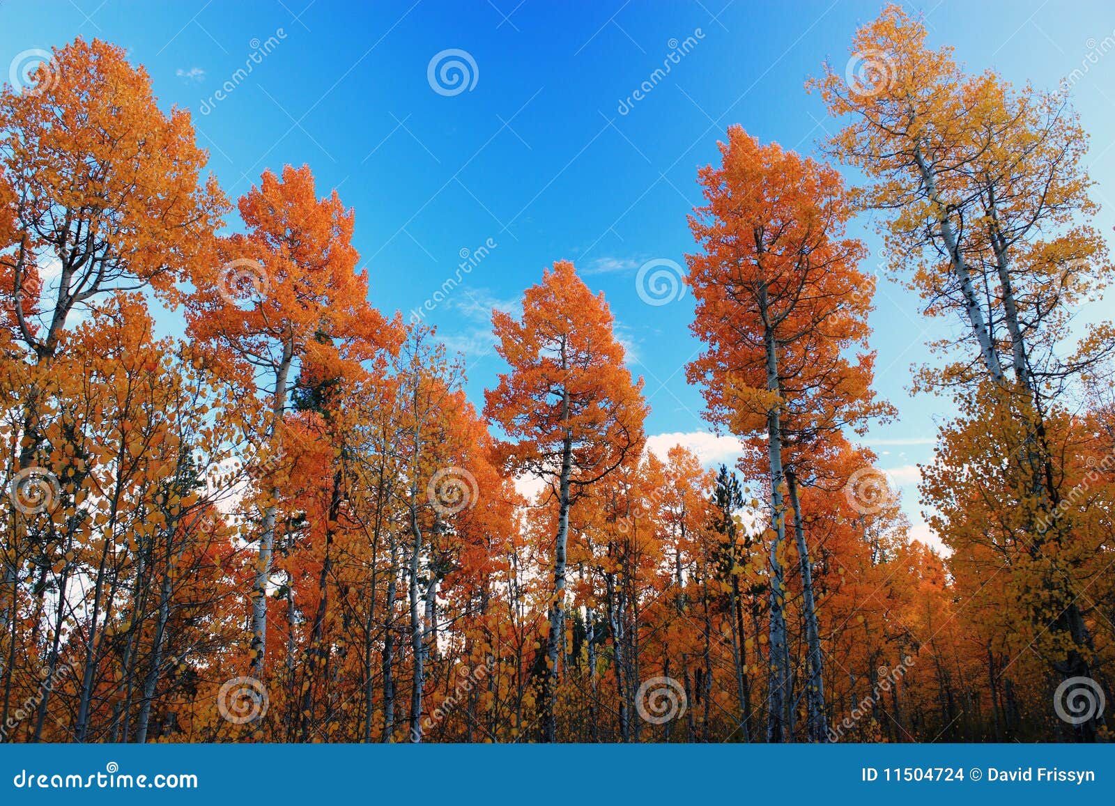 Bright autumn forest stock photo. Image of nature, landscape - 11504724