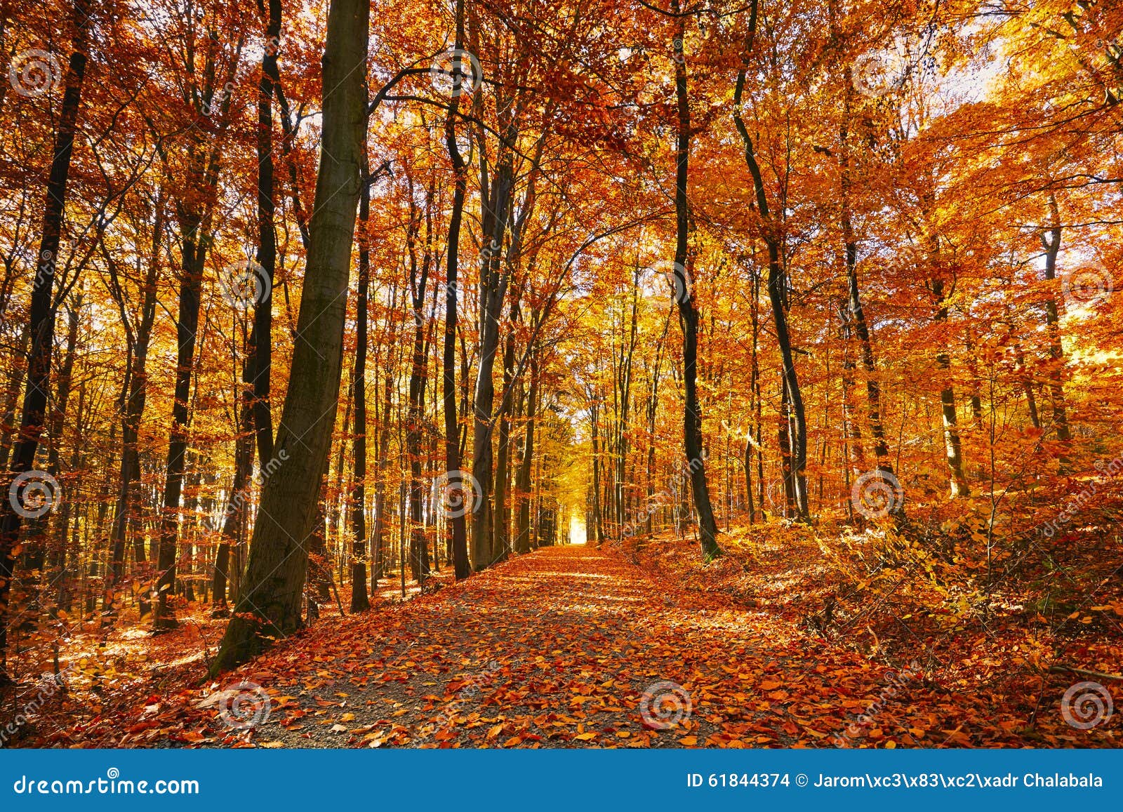 Bright autumn forest stock photo. Image of pathway, beautiful - 61844374