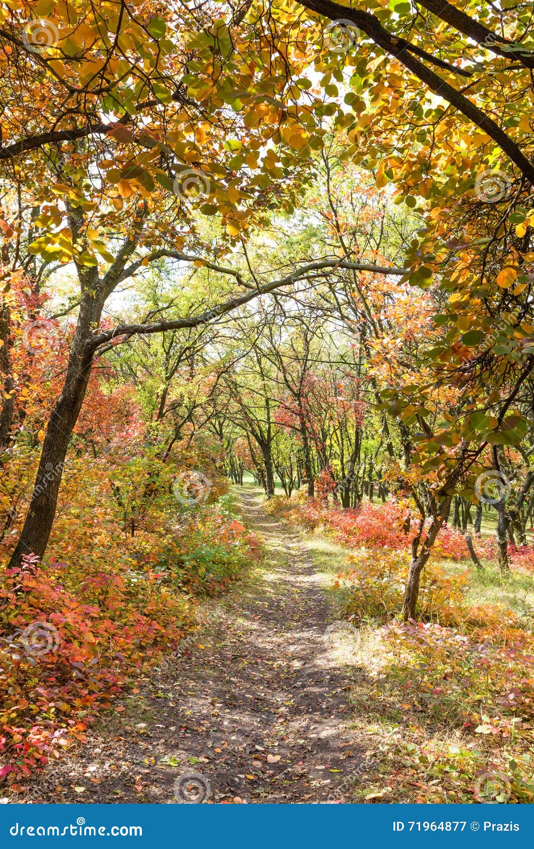 Bright Autumn Forest with Walking Path Stock Image - Image of forest ...