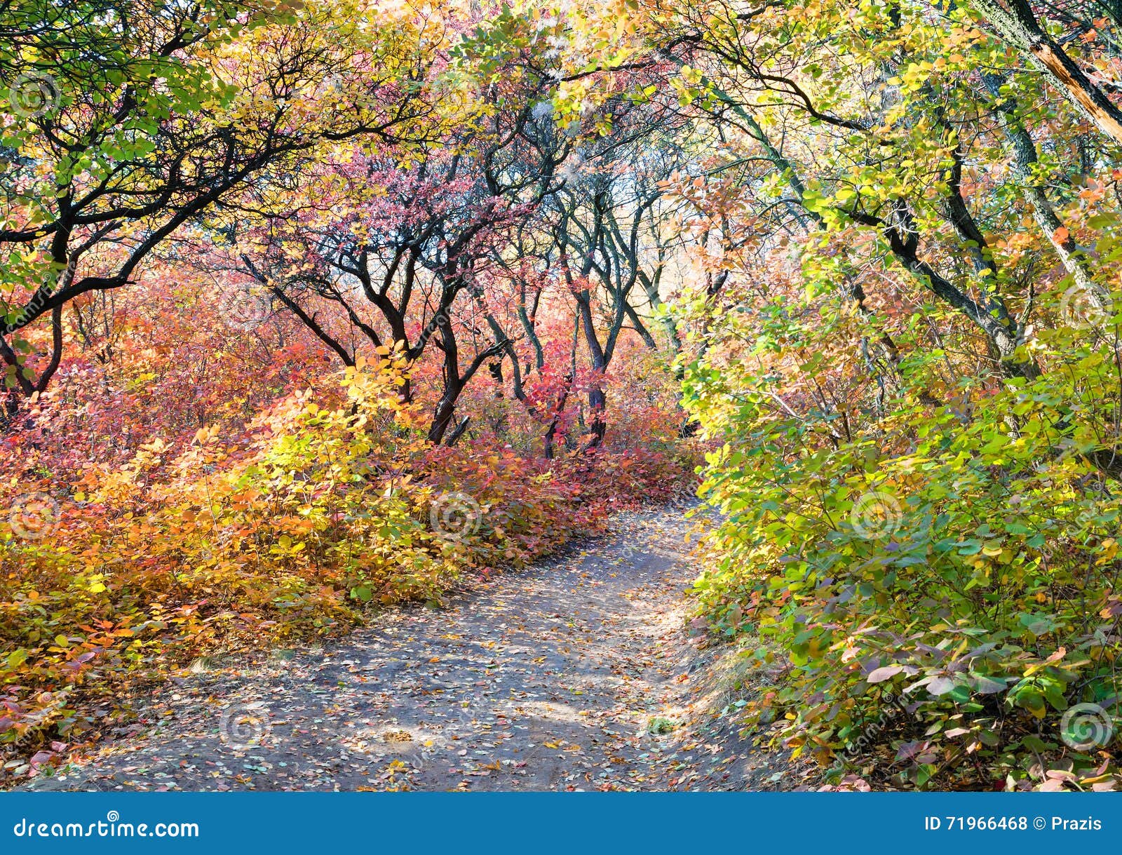 Bright Autumn Forest with Walking Path Stock Photo - Image of yellow ...