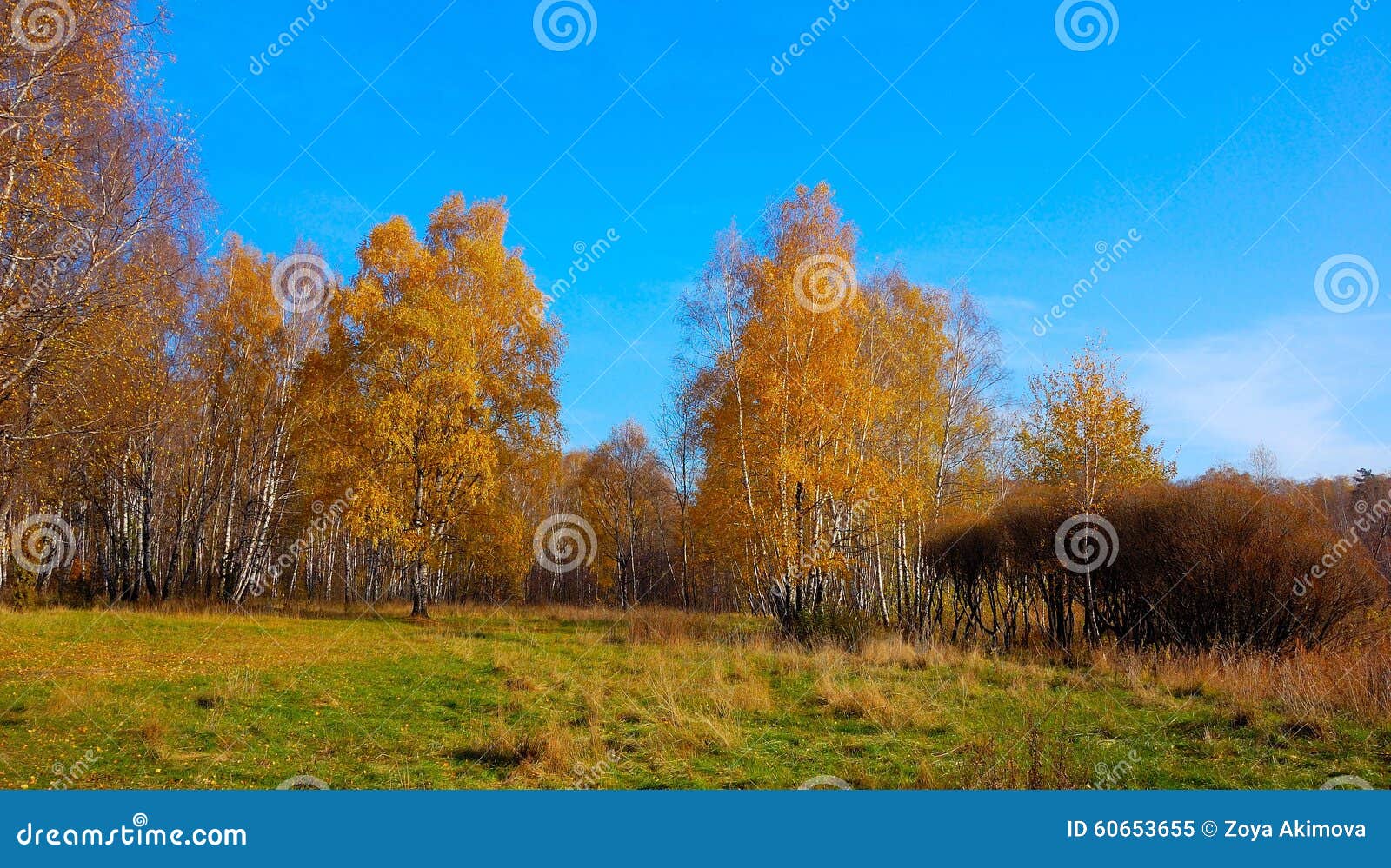 Bright Autumn. Grove in Moscow , Russia Stock Image - Image of scenic ...