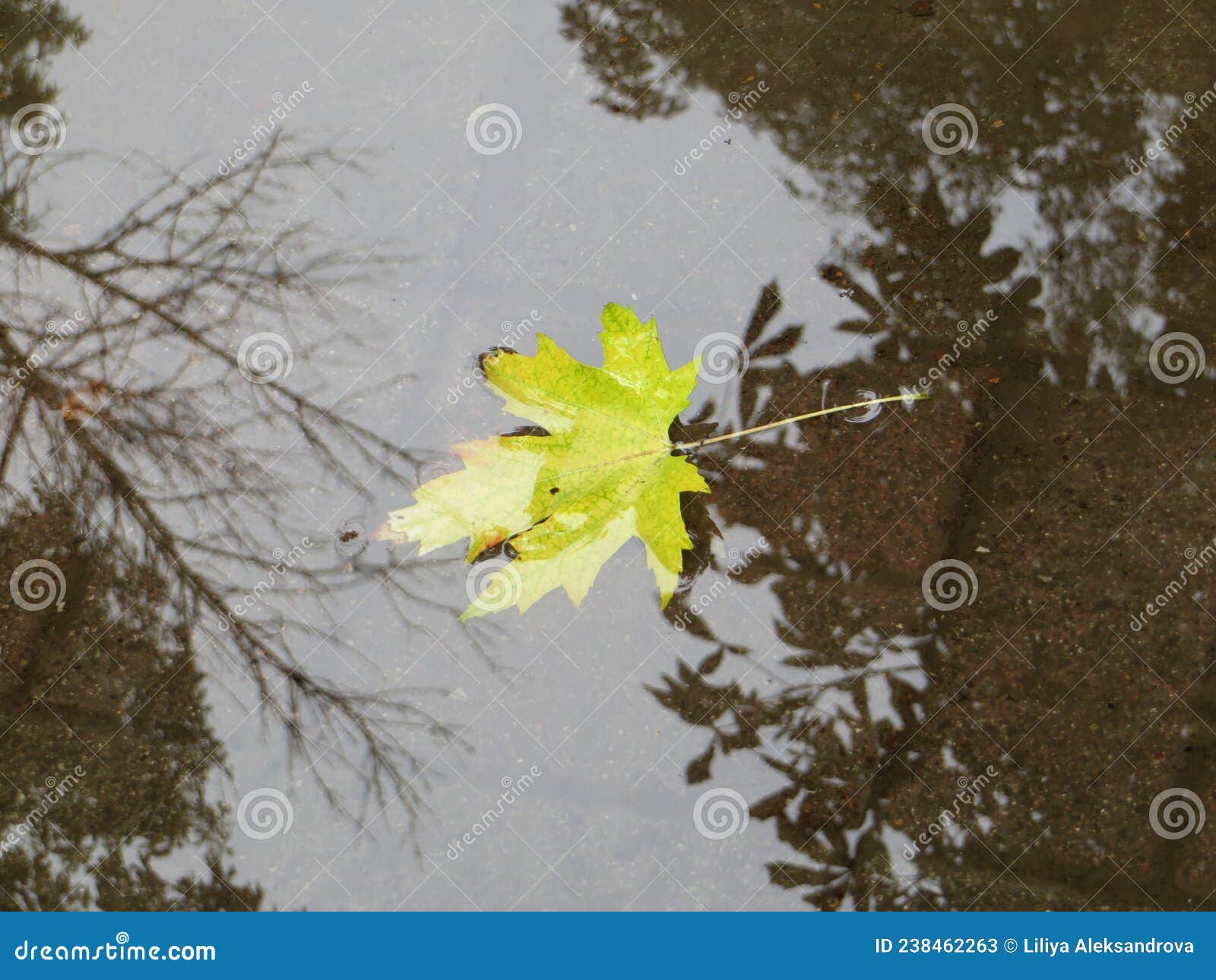 Bright Autumn Leaf in Puddle Water with Reflections Stock Image - Image ...