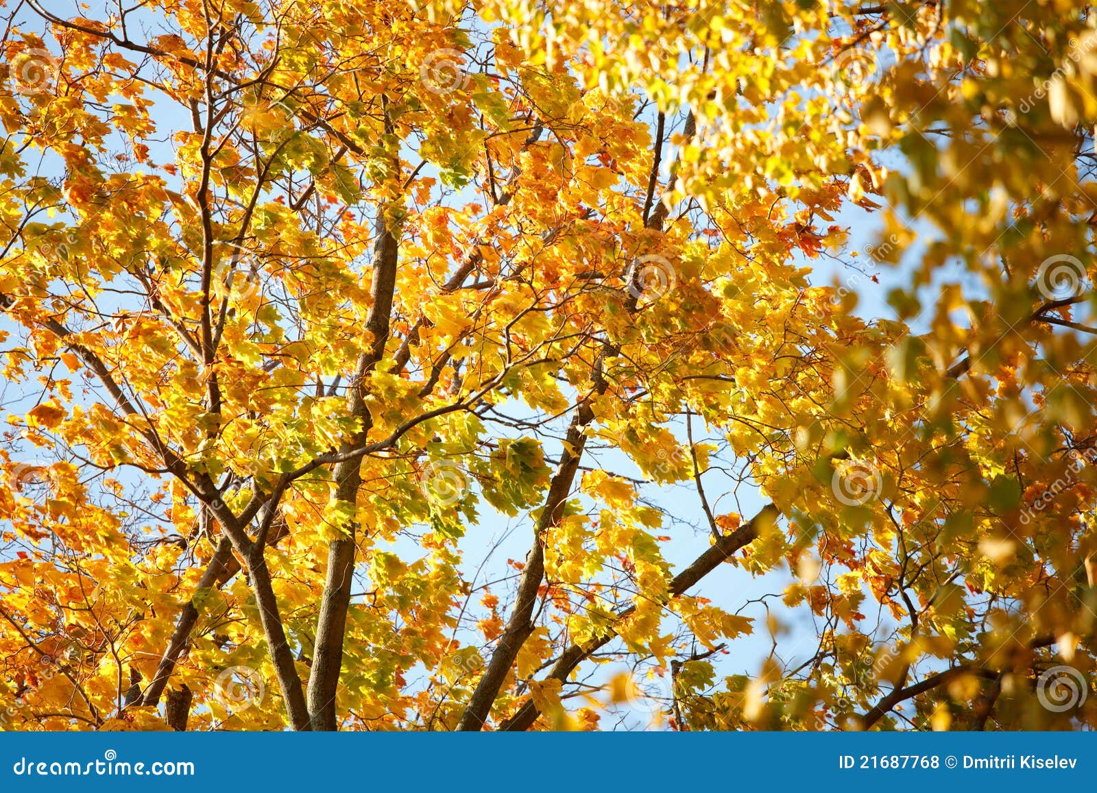 Bright autumn leaves stock photo. Image of landscape - 21687768