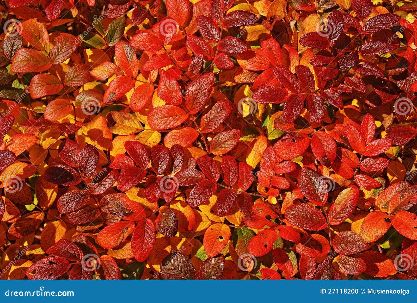 Bright autumn leaves. stock photo. Image of botany, advance - 27118200