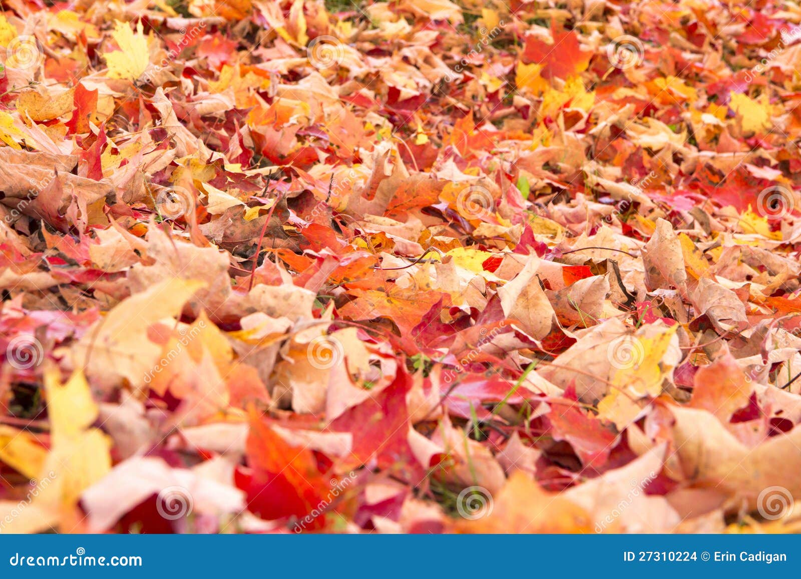 Bright Autumn Leaves stock photo. Image of landscape - 27310224
