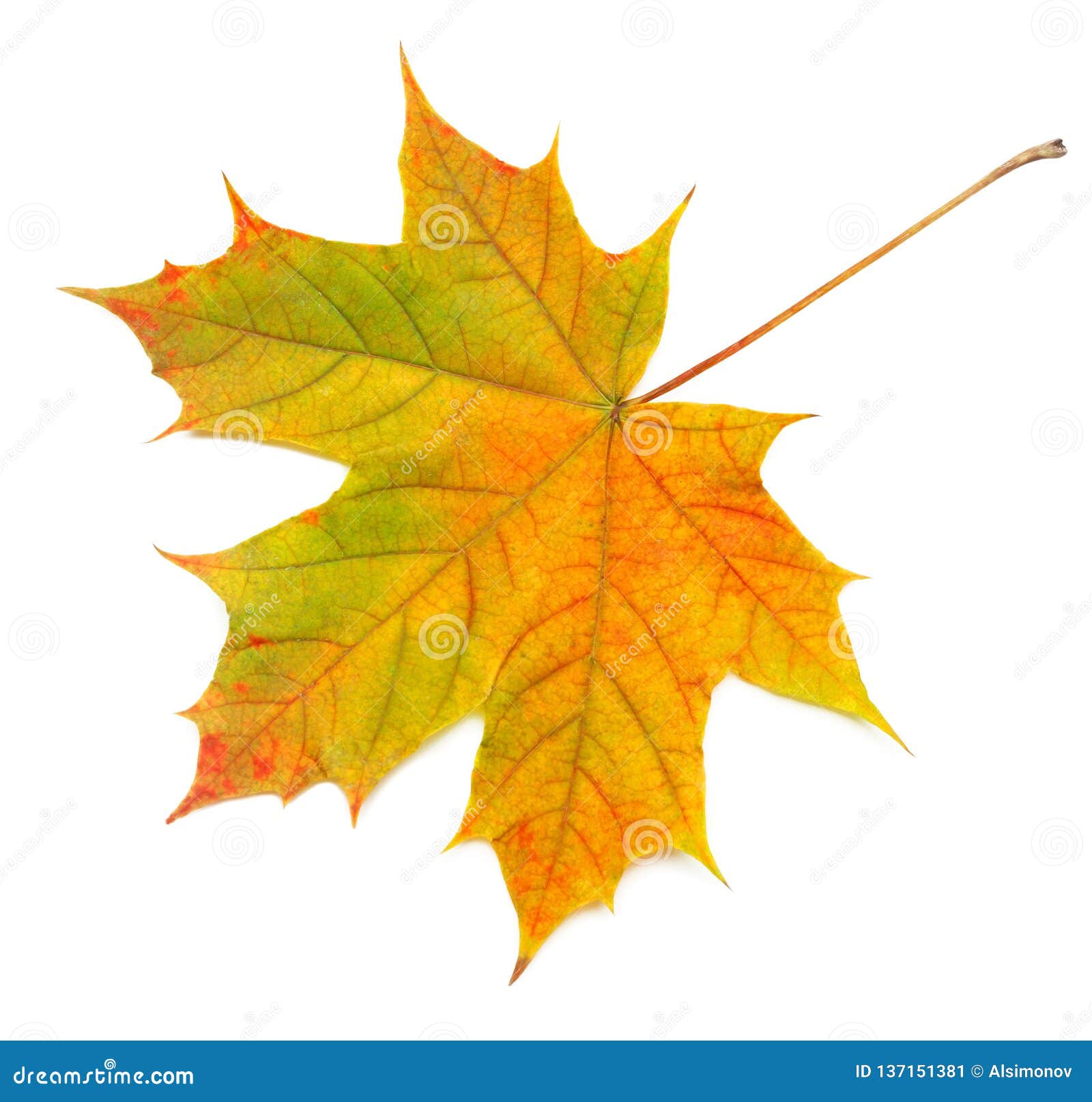 Bright, Autumn Maple Leaf Isolated on White Background Stock Image ...