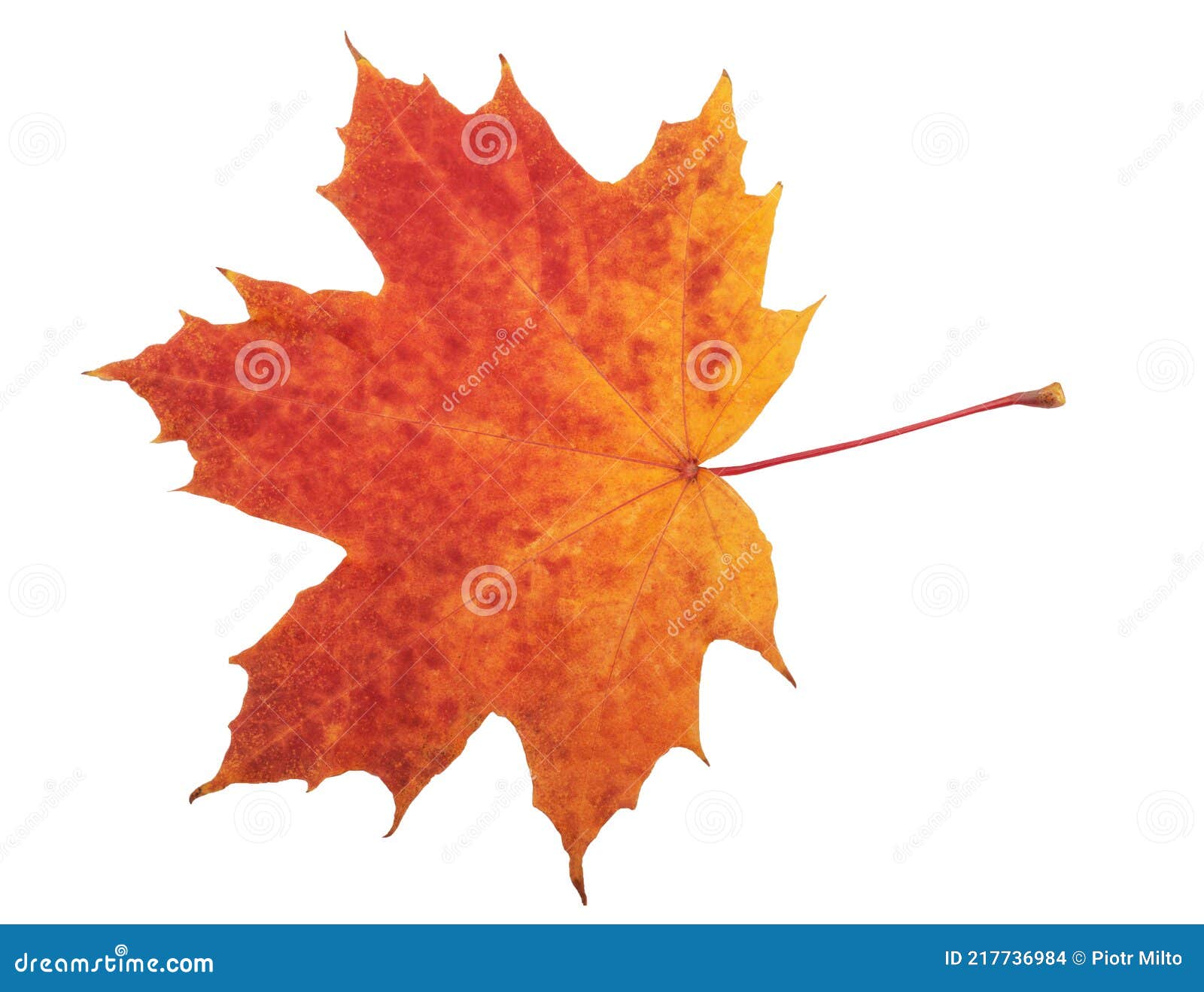 Bright Autumn Maple Leaf on a White Background. Autumn Maple Leaf ...