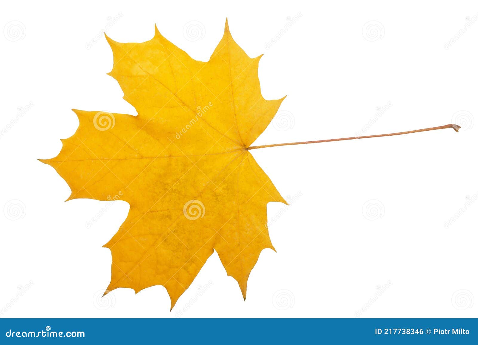 Bright Autumn Maple Leaf on a White Background. Autumn Maple Leaf ...