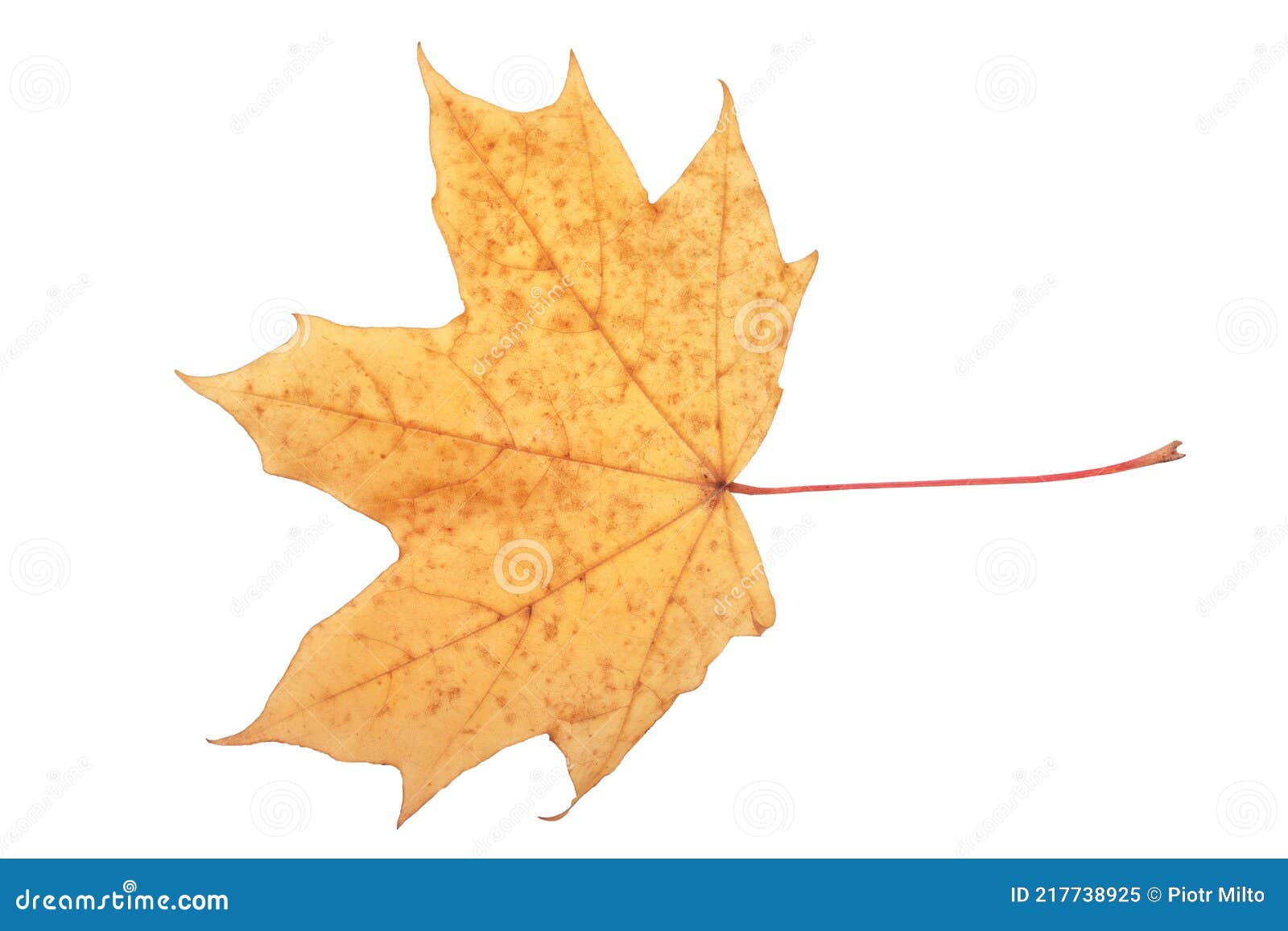 Bright Autumn Maple Leaf on a White Background. Autumn Maple Leaf ...