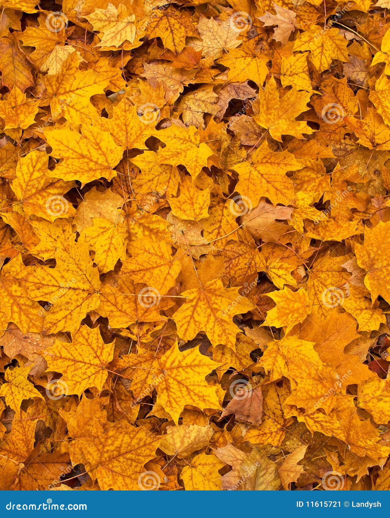Bright Autumn Maple Leaves on the Ground Stock Image - Image of fall ...