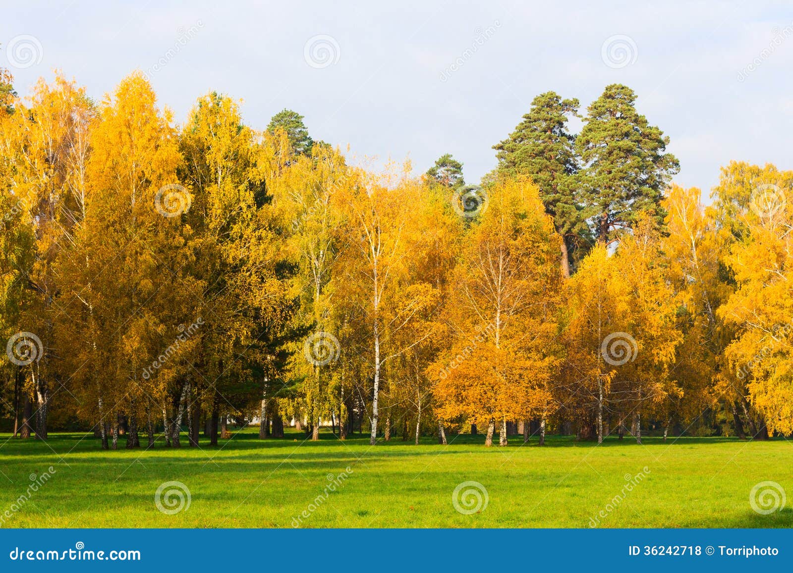 Bright Autumn Park Landscape Stock Photo - Image of falling, colorful ...