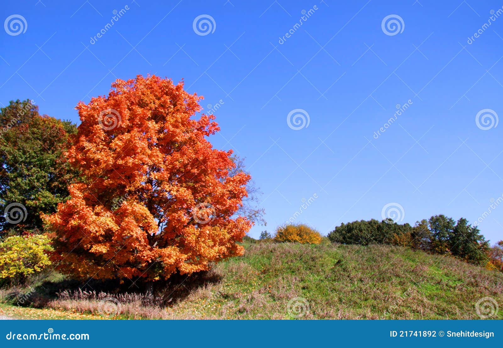 Bright autumn tree stock photo. Image of peaceful, maple - 21741892